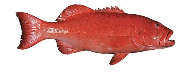 Red Coral Trout Fish(鲜冻星斑) per kg – Asian Food Online